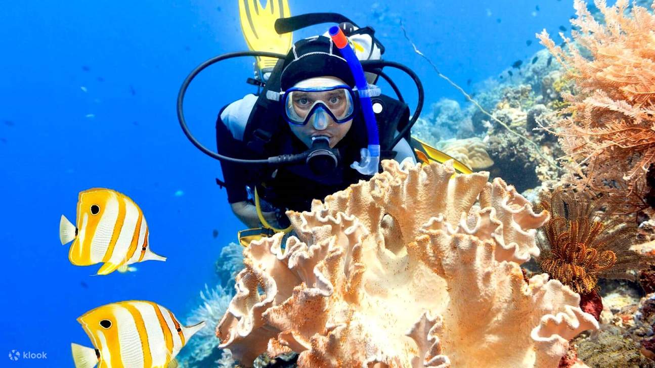 Scuba Diving Boat Trip With Lunch For Beginners – Marsa Alam - Klook ...