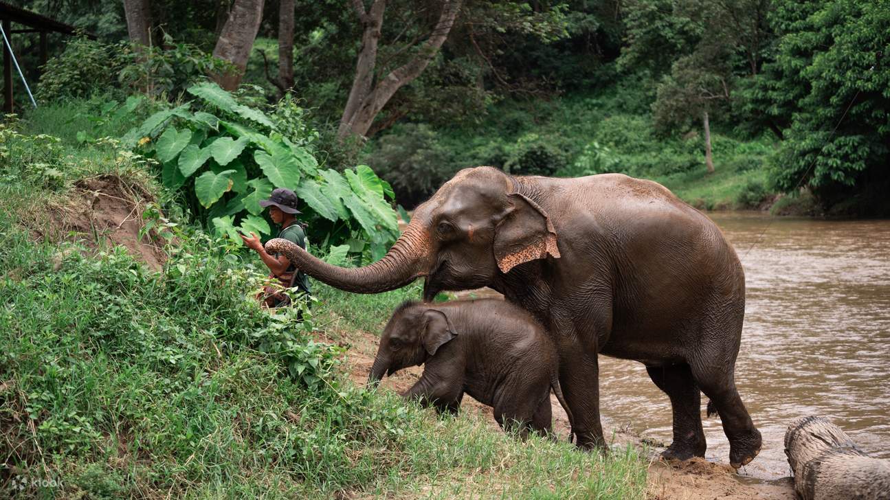 Elephant care activities at the New Elephant Home Elephant Conservation ...