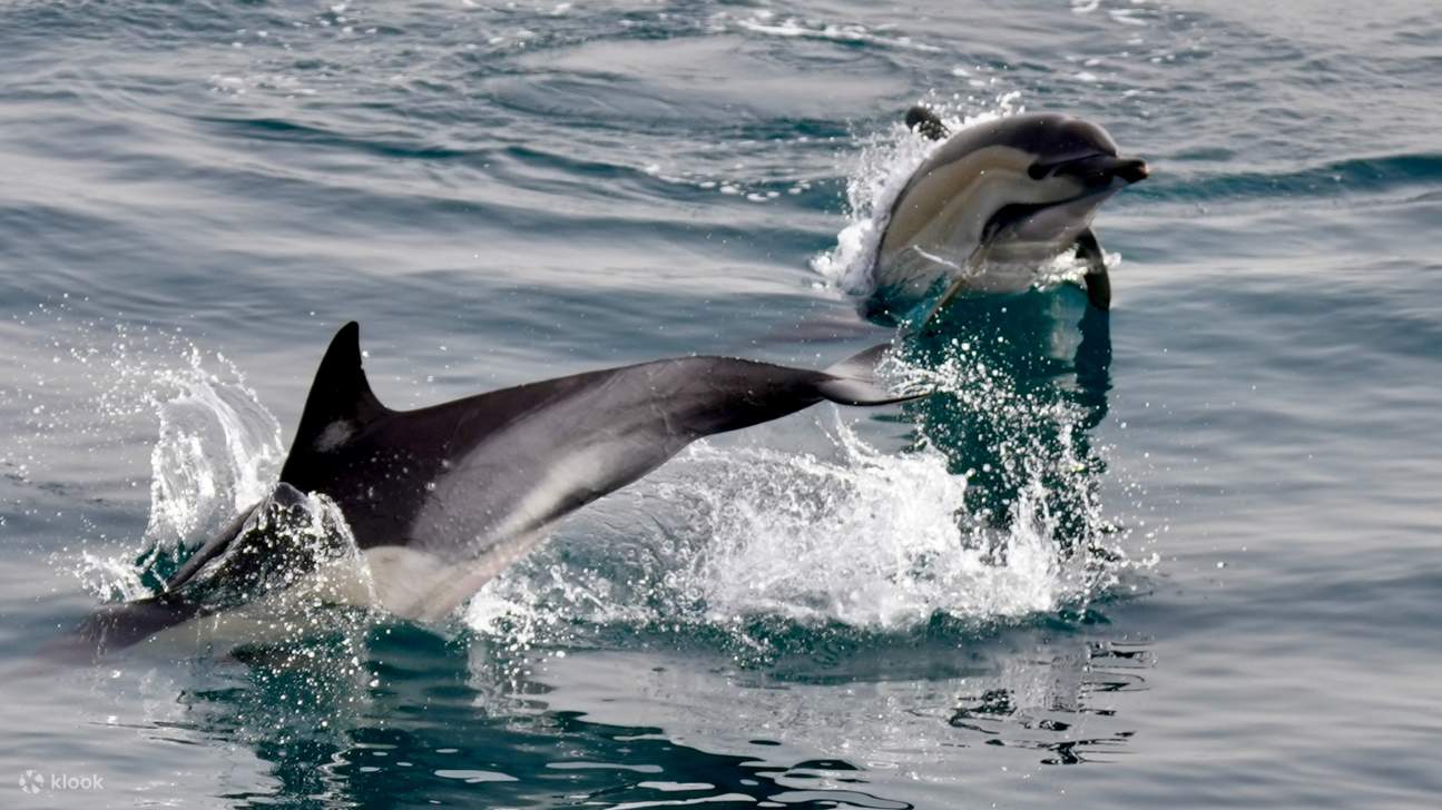 Dolphin watching tour from Benalmadena Marina - Klook Hong Kong