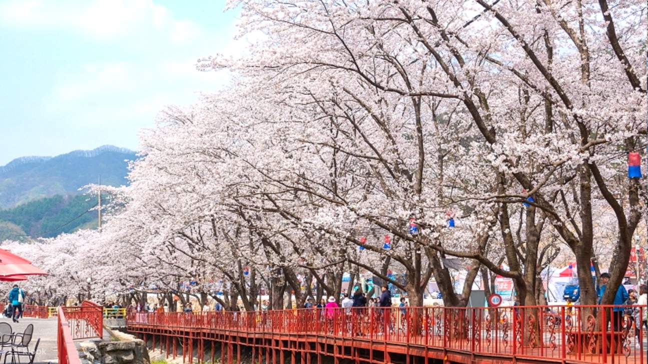 Cherry Blossoms Instagram Private Attractions Day Tour from Seoul ...