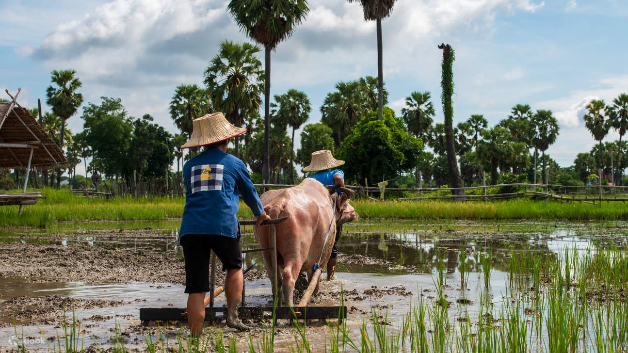 Plough to Plate A Rice Experience in Phetchaburi - Klook Philippines