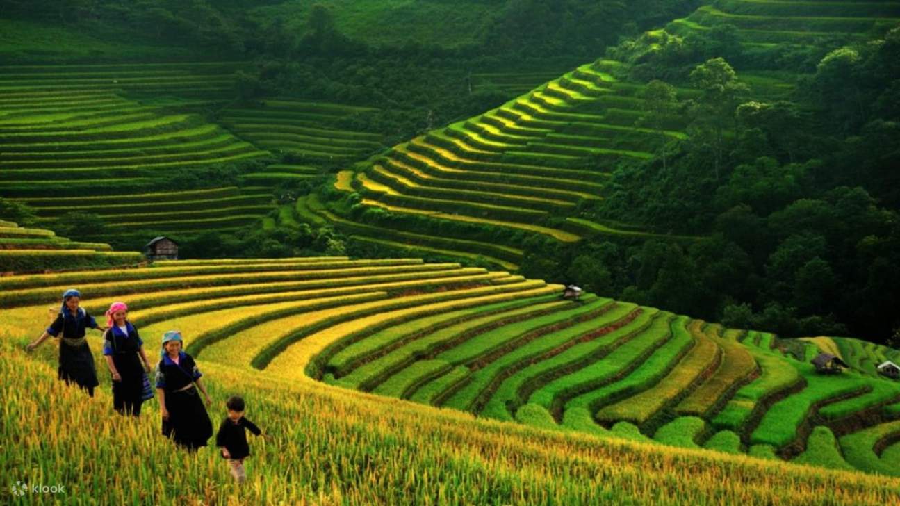 Tur Pemandian Kaki Herbal dan Pemetikan Daun Bersama Masyarakat Dao ...