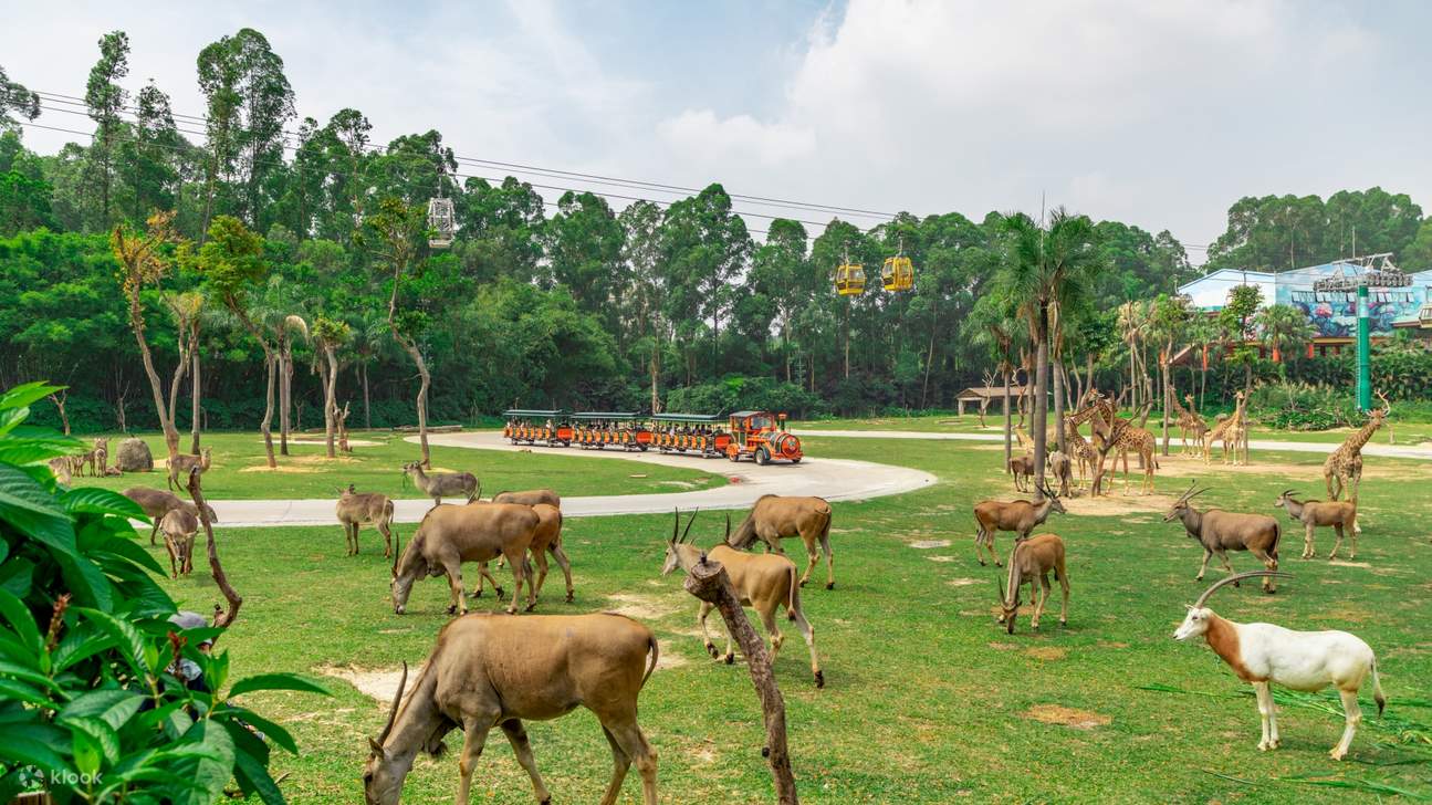 Guangzhou Chimelong Safari Park Ticket - Klook