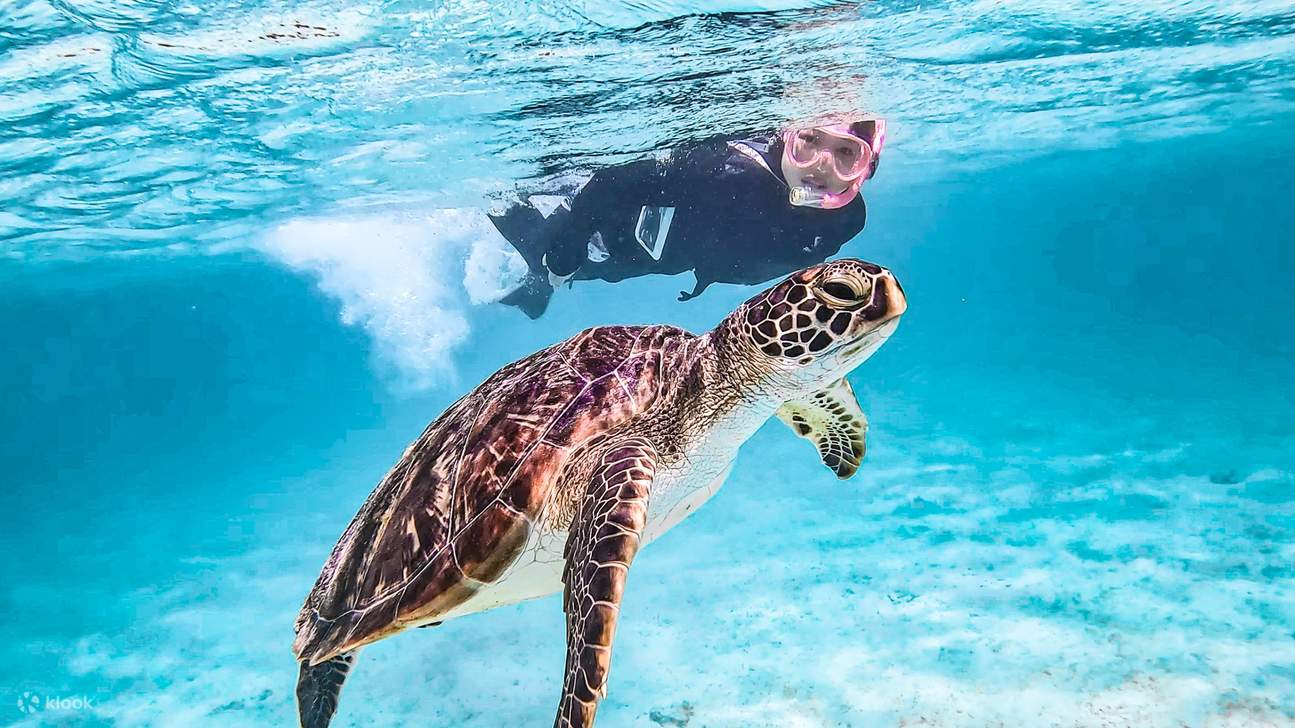[Miyakojima/1 day] SUP & Sea Turtle Snorkeling - Klook United States