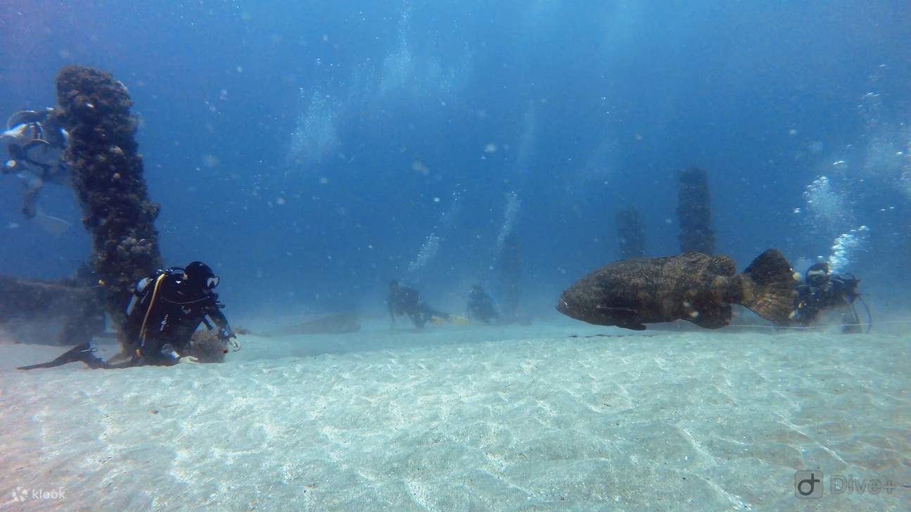 PADI Enriched Air Diver in Florida with PADI 5 Star IDC - Klook