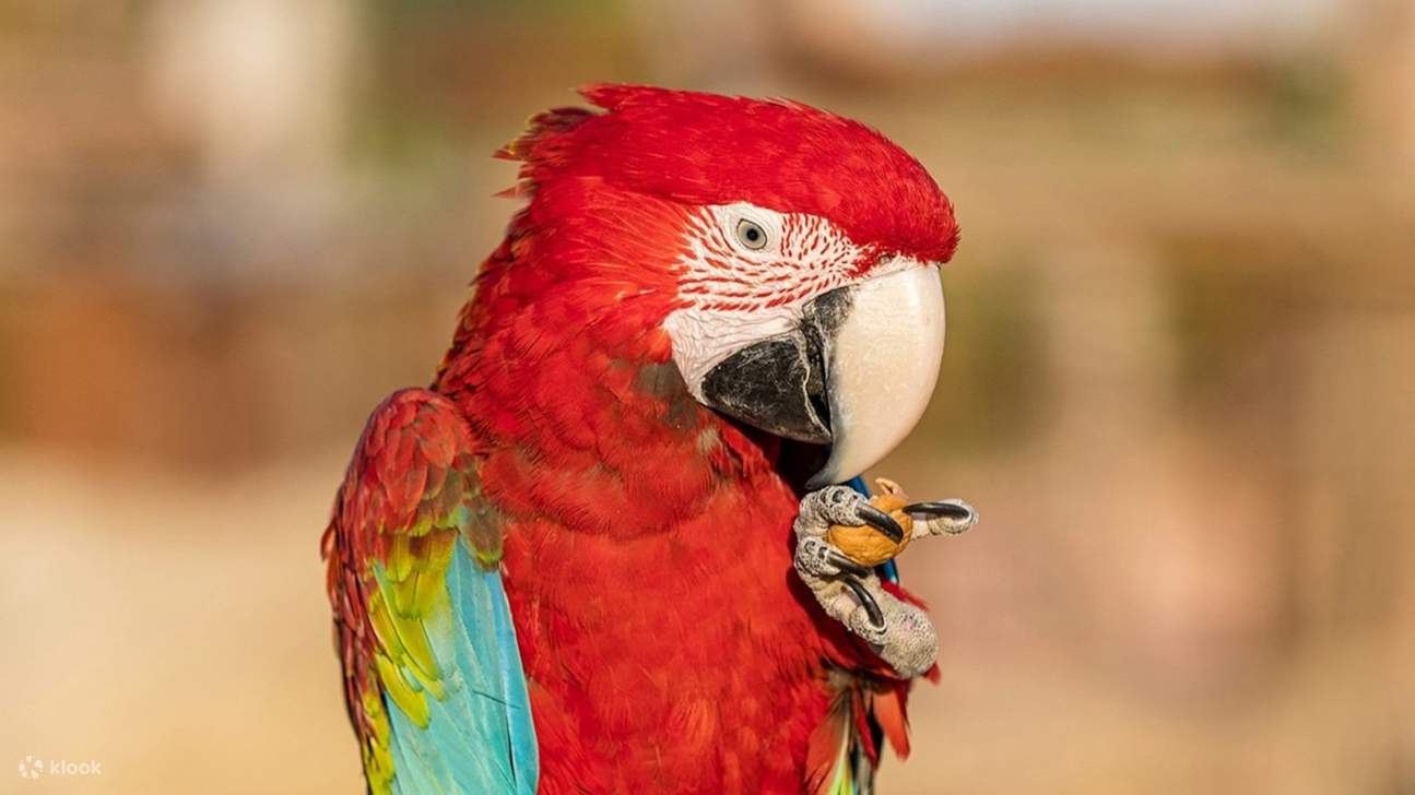 Parrot World ticket in Crecy-la-Chapelle - Klook Singapore