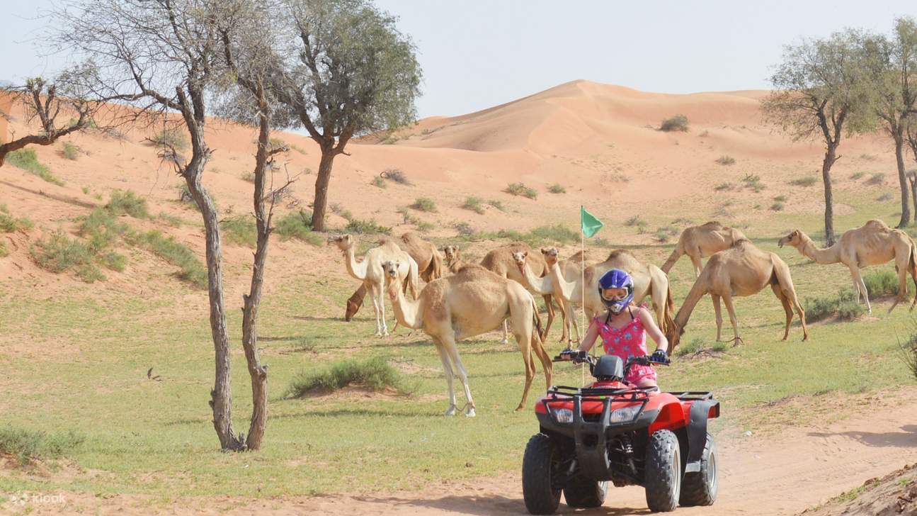 Desert safari tour from Dubai, Ras Al Khaimah, and Sharjah - Klook ...