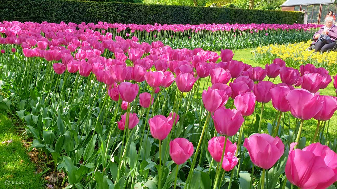 Tulip Tour Keukenhof dan City Tour Delft | Terokai Padang Tulip yang ...