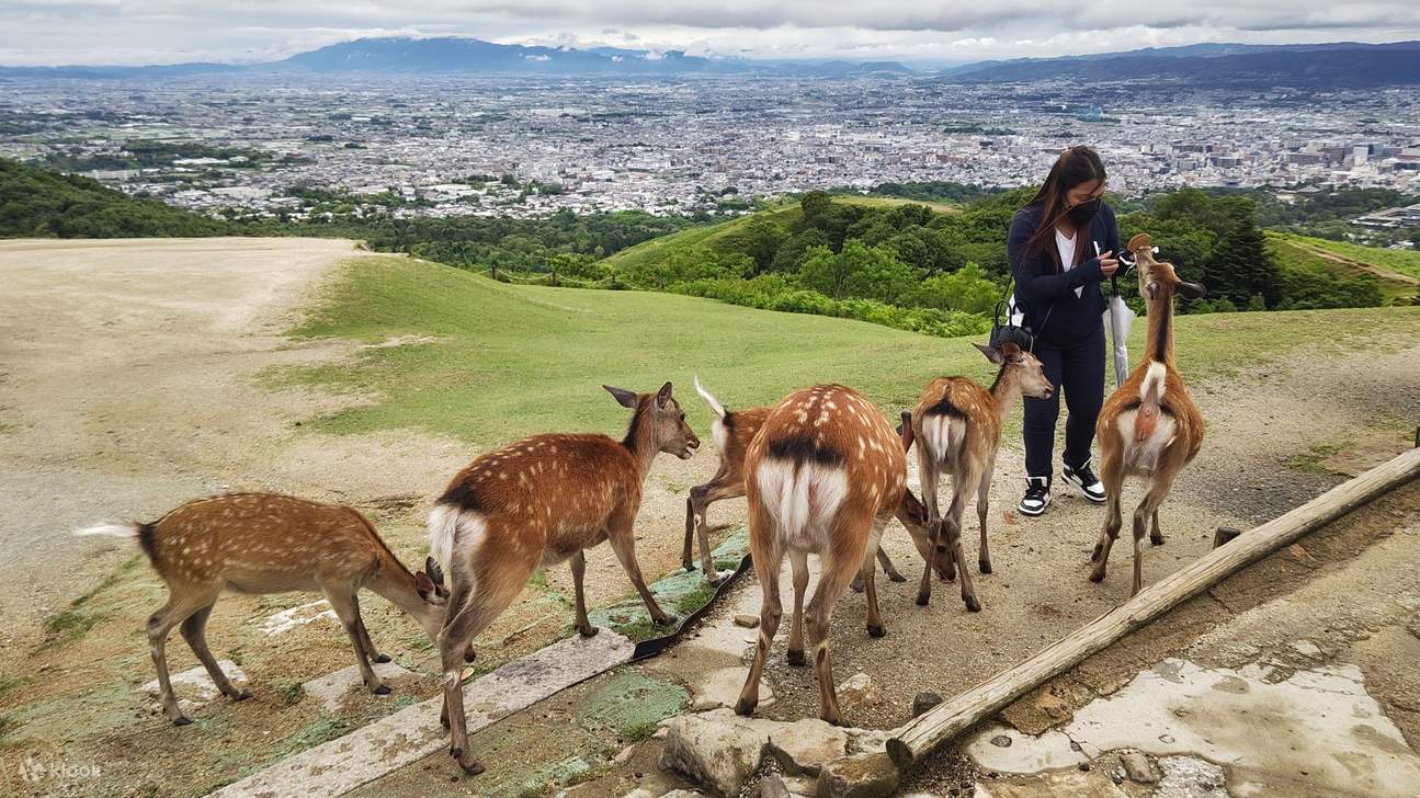 English guided sightseeing bus "Perfect Nara Park Tour" - Klook United ...
