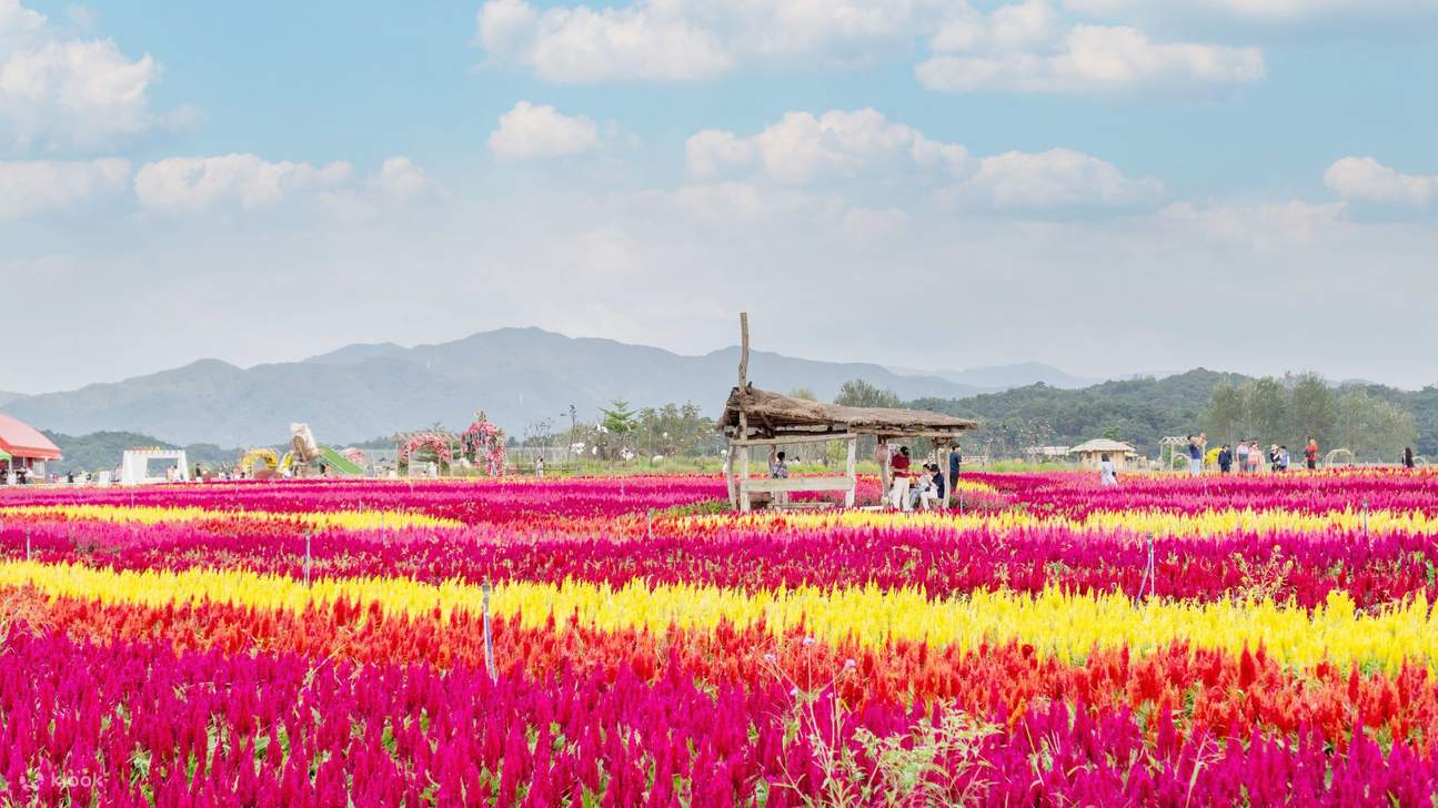 Cheolwon Canyon & Seasonal Hot Attractions One Day Tour - Klook United ...