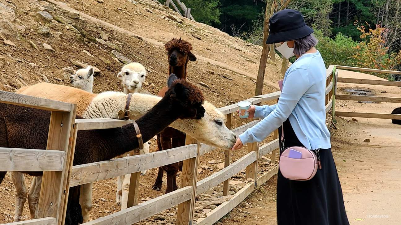 Eden Cherry Blossom & Nami Island & Alpaca World & Rail Bike Tour ...