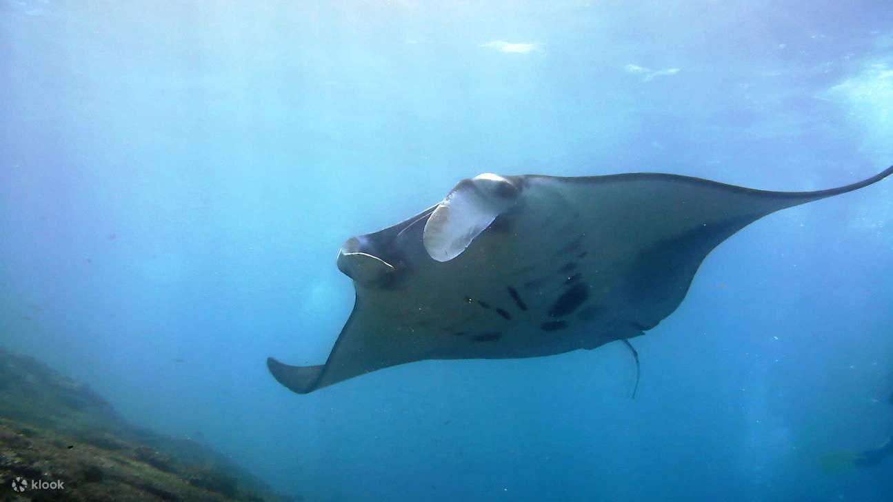Experience Three Dives at Nusa Penida Manta Point with Our PADI 5 Star ...