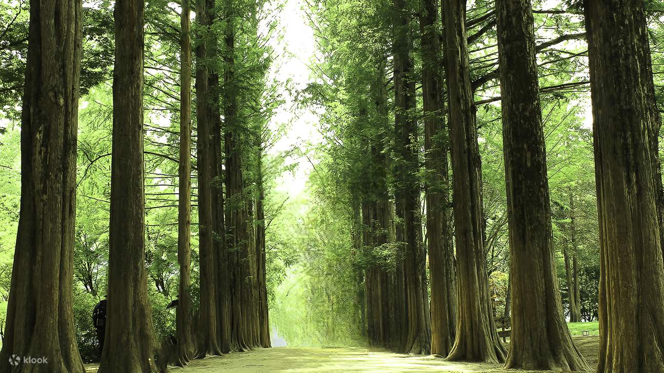 Nami Island/Alpaca World/Rail Bike/Begonia Bird Park/Cherry Blossoms - Klook États-Unis