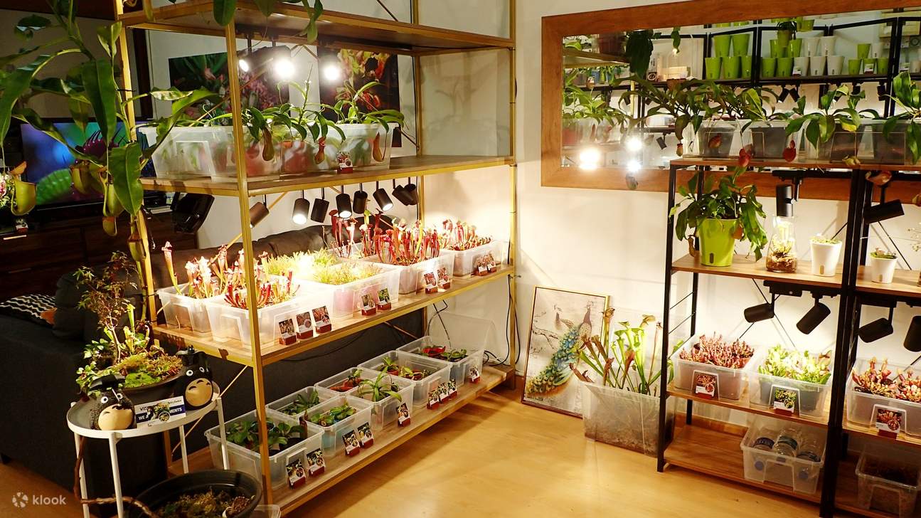 Carnivorous Plants Terrarium Workshop in Penang - Klook Malaysia