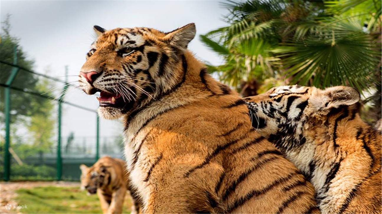 Taman Harimau Sanzhen - Klook Indonesia