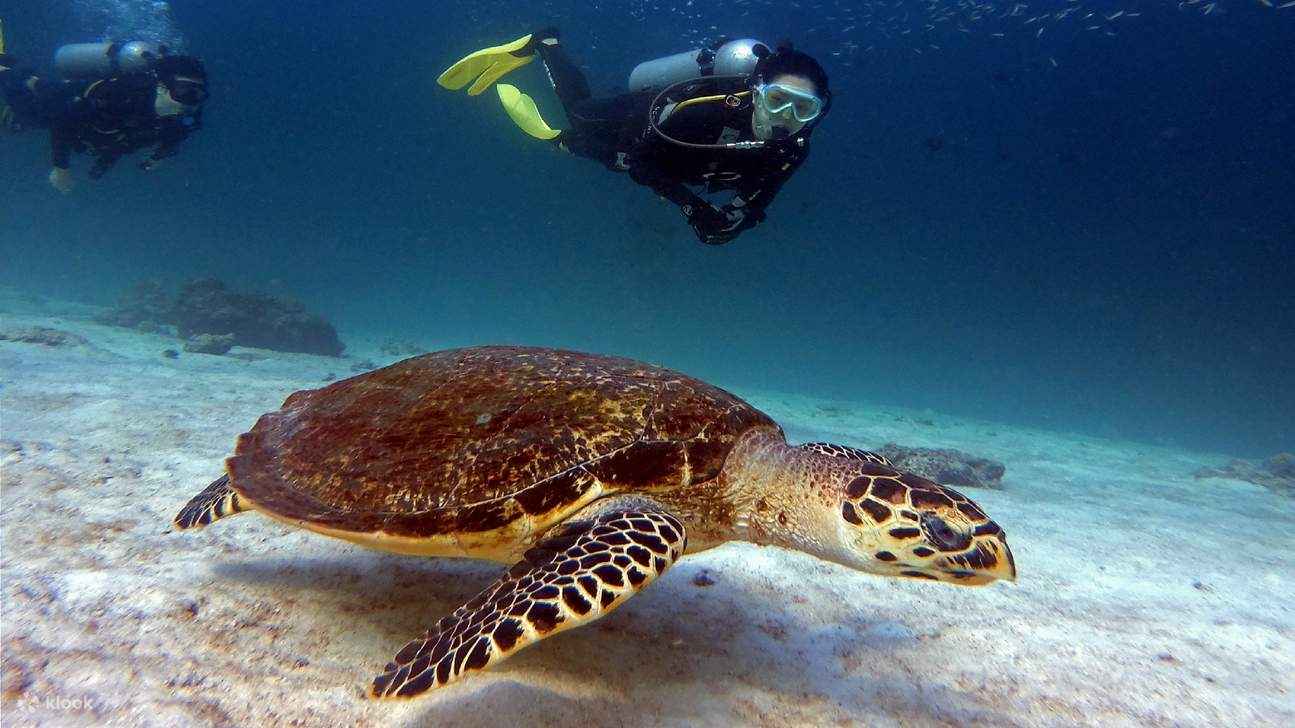 Explore the Underwater World with Discover Scuba Diving in Phuket ...