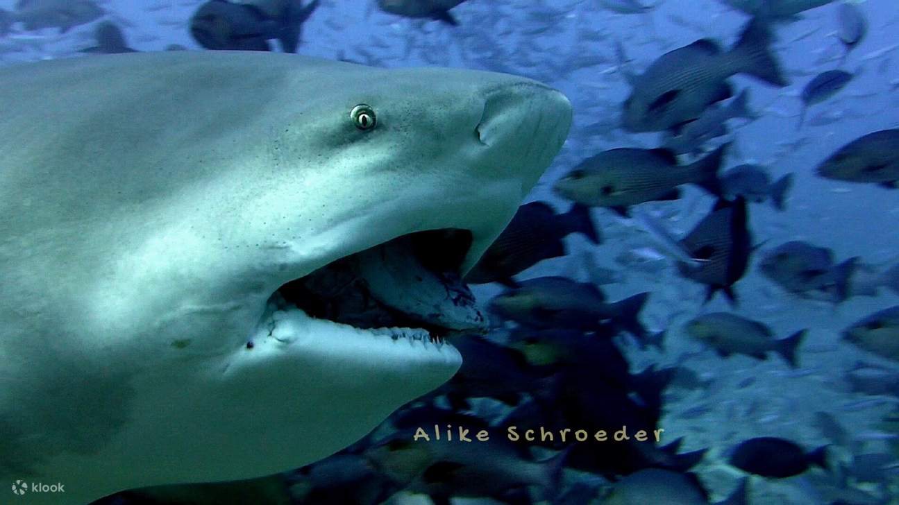 Experience Thrilling Shark Diving in Pacific Harbour with PADI 5 Star ...