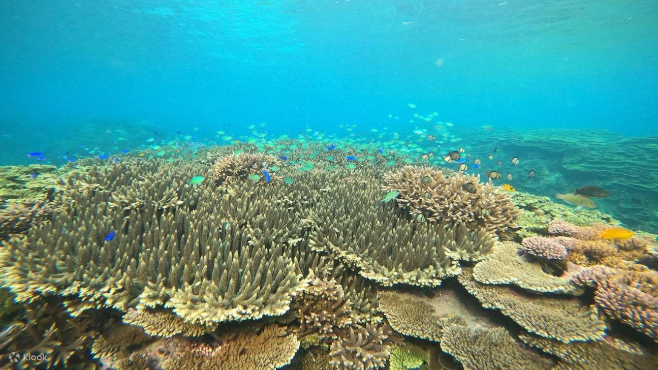 Penghu Island Hopping: Dongyuping Island Coral Reef Snorkeling & Qimei ...