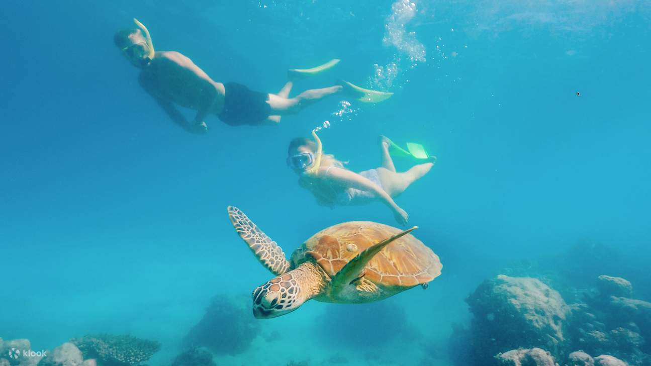 Crociera alla scoperta di Green Island per l'intera giornata da Cairns ...