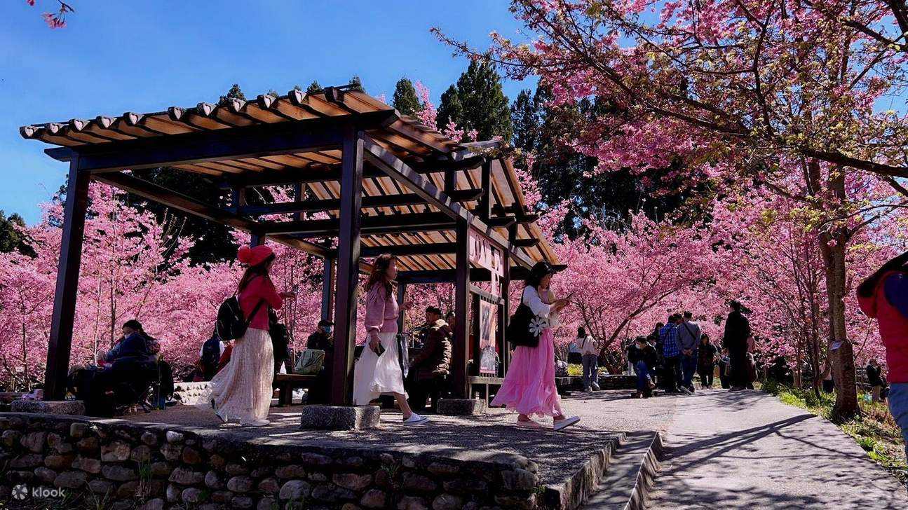 Fushoushan Cherry Blossom Garden & Lishan One-day Tour (Taichung City ...