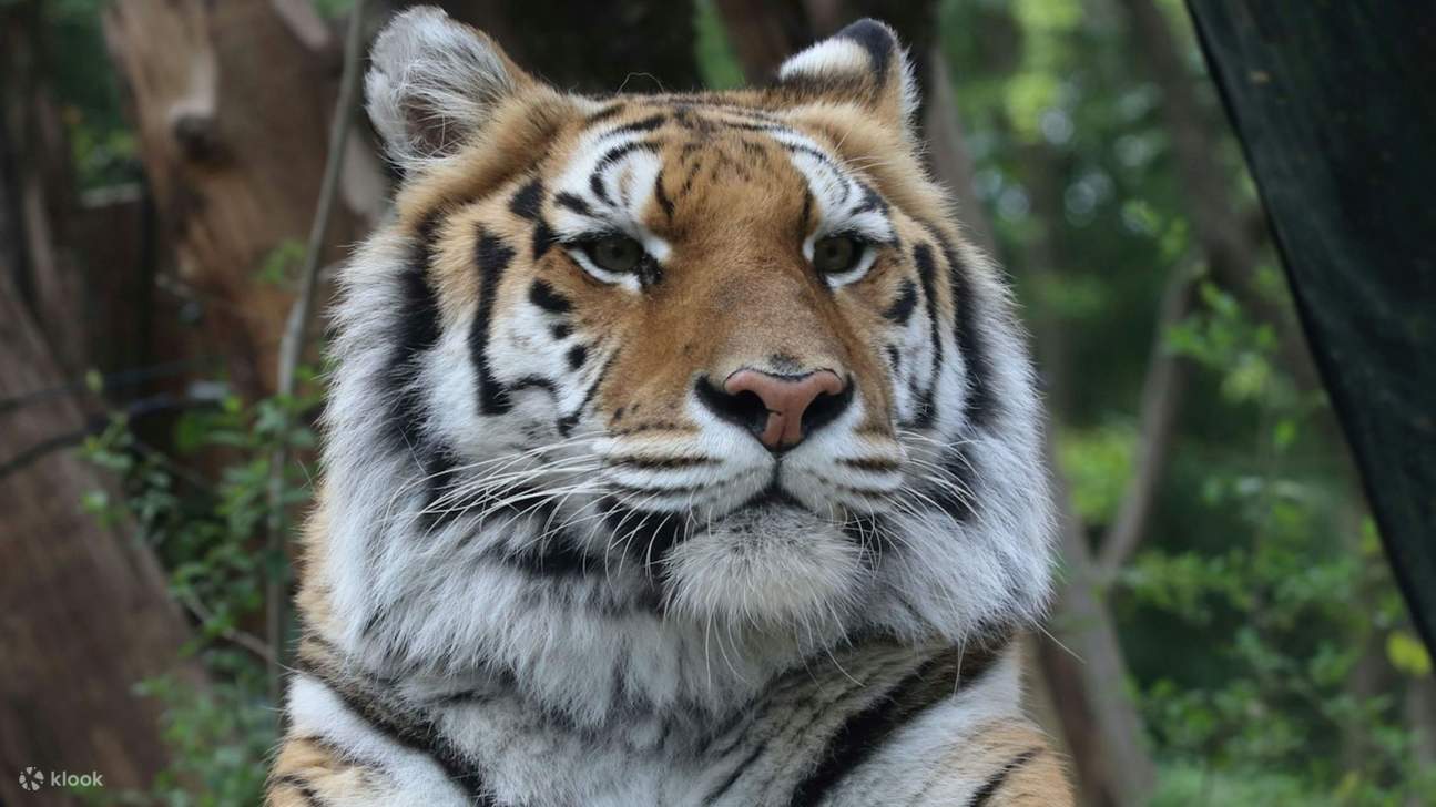 Zoo of Pistoia in Italy - Klook États-Unis