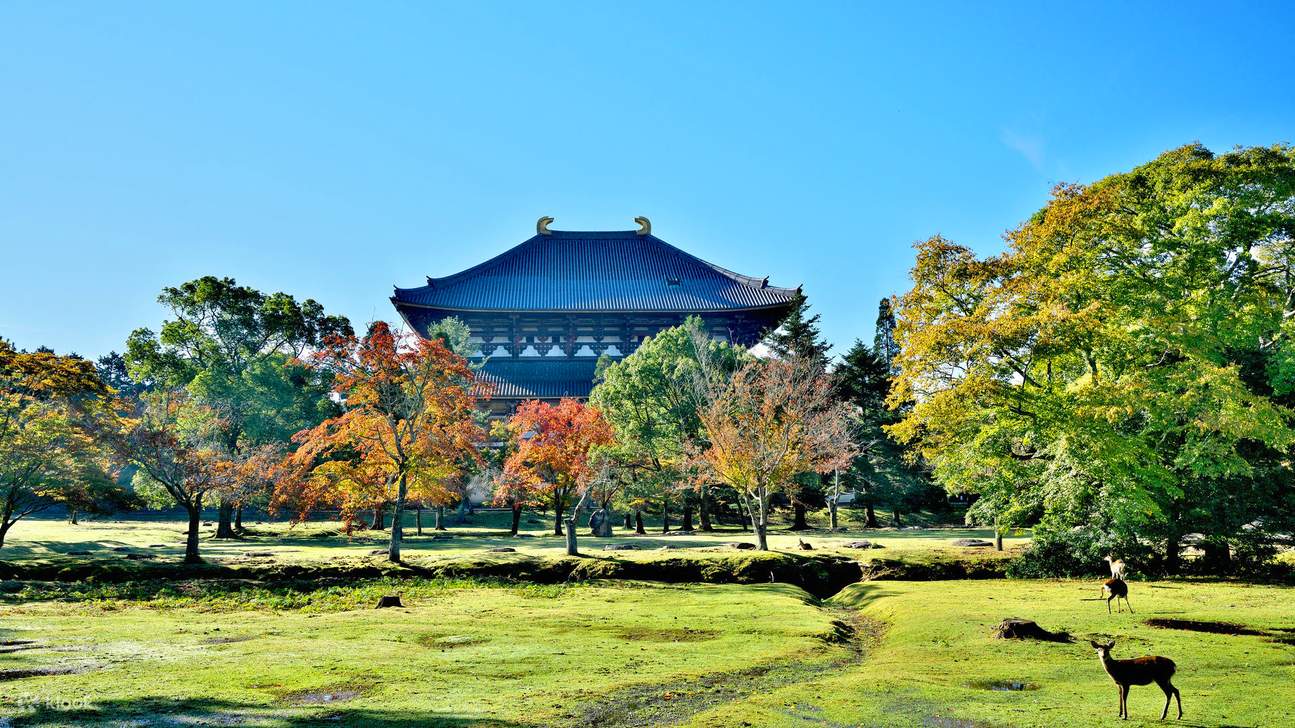 Cherry Blossom Season Limited-Nara Yoshino Cherry Blossom Viewing Day ...