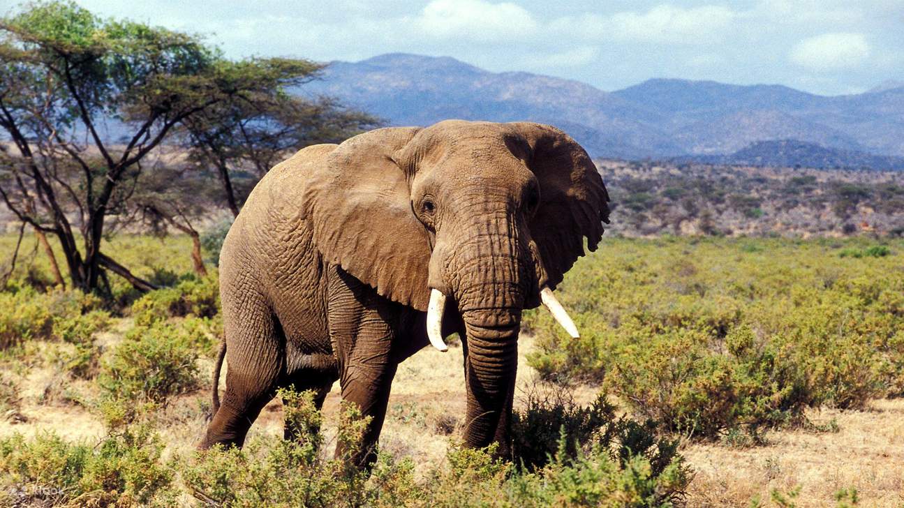 7-Day Kenya Safari: Masai Mara, Amboseli & Scenic Lakes - Klook The Bahamas