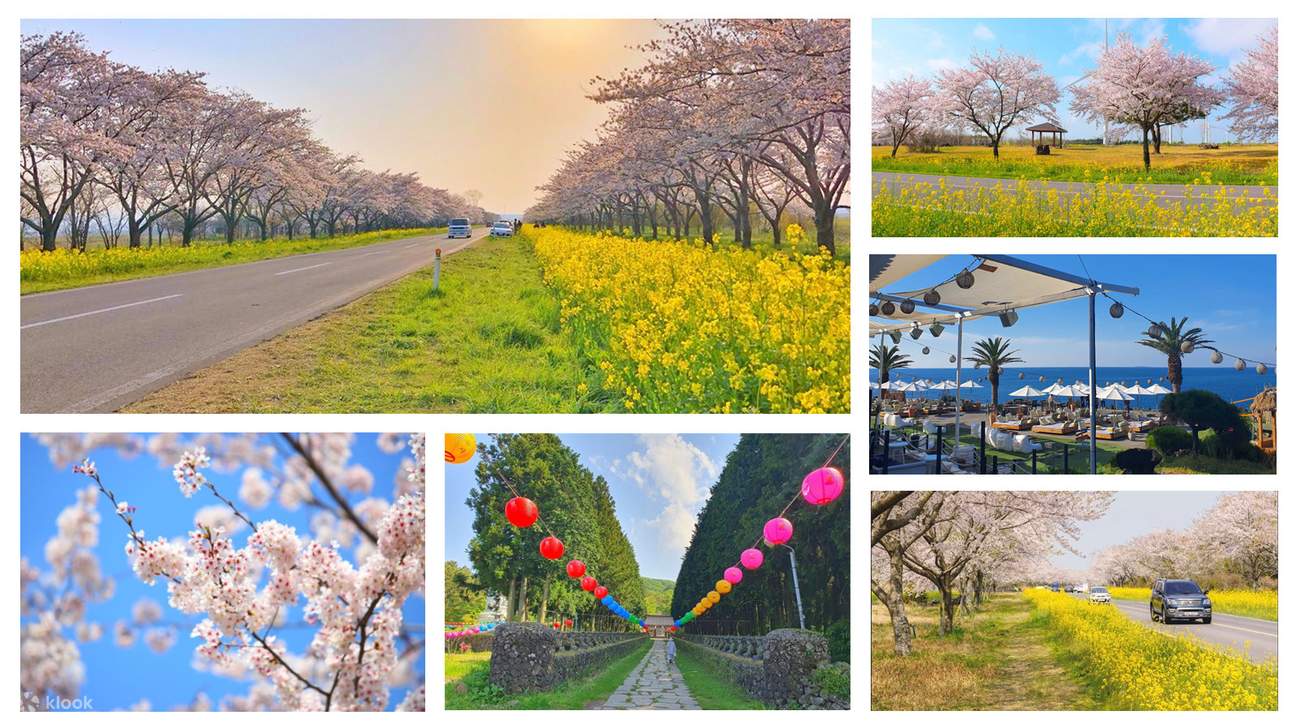 Jeju Cherry Blossom and K-Drama Fan day tour - Klook Jeju Cherry Blossom and K-Drama Fan day tour - Klook