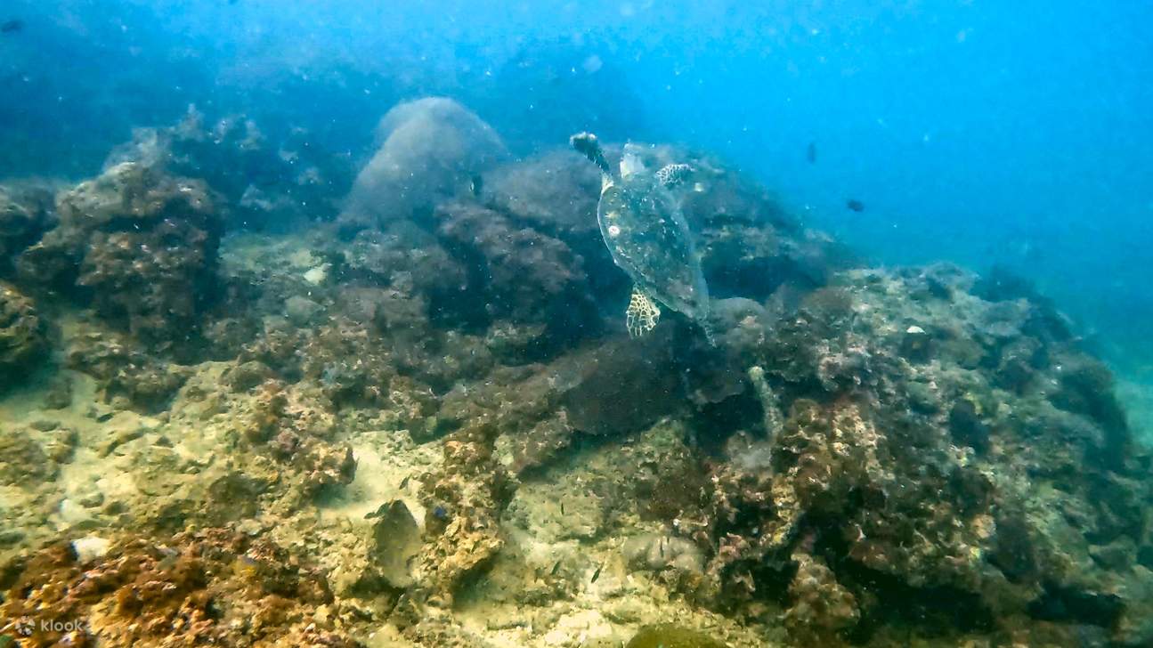 Scuba diving from stunning coral reef in the heart of Phuket - Klook