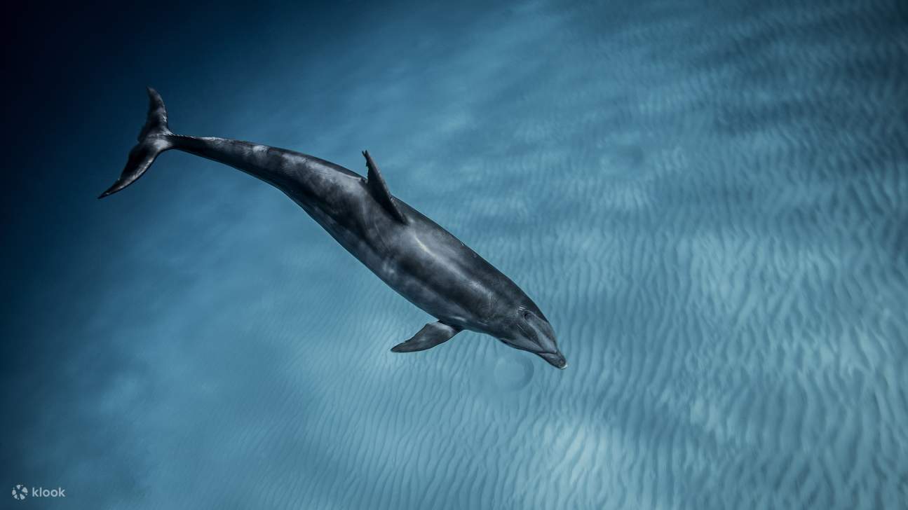 Dolphin House Reef Snorkeling Sea Trip With Transfer - Marsa Alam ...
