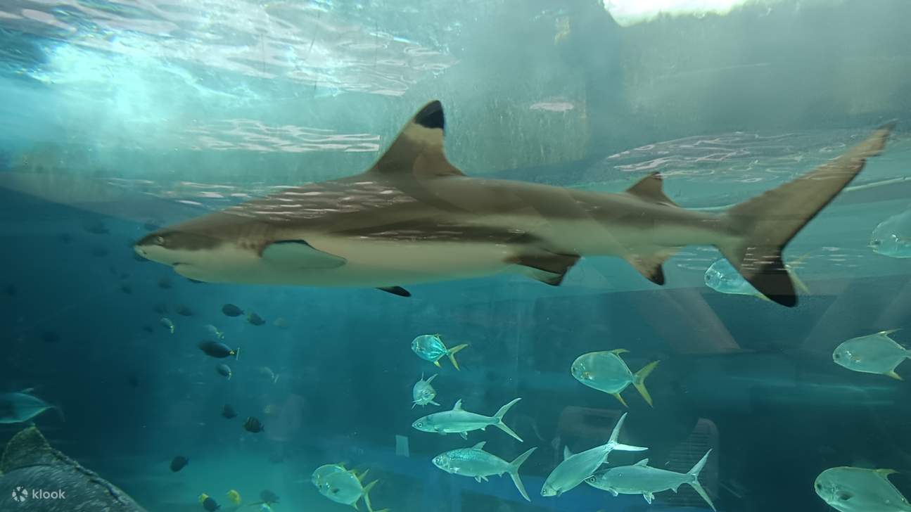 Anjo World Theme Park and Cebu Ocean Park Day Tour - Klook Philippines
