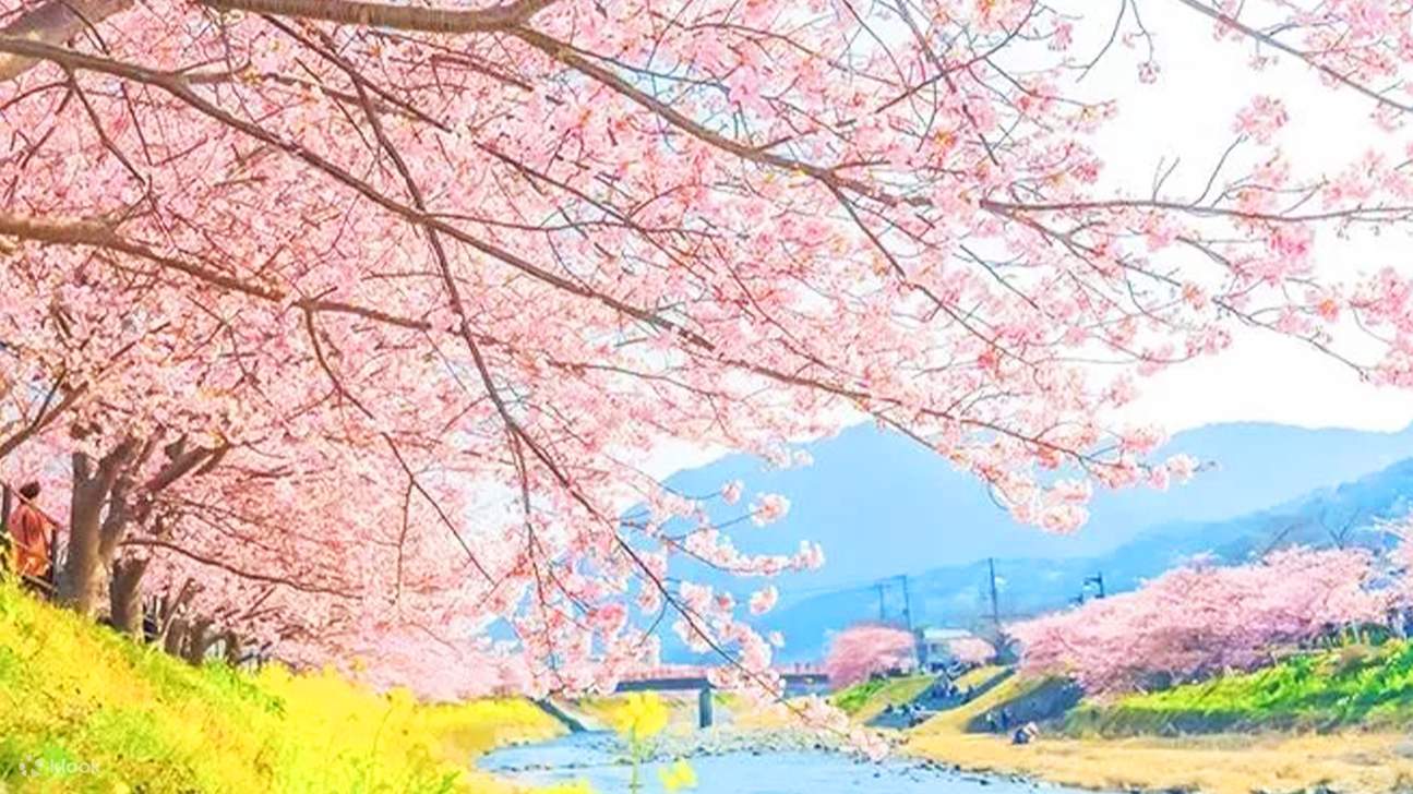 2026 Early Spring Cherry Blossom Limited - Kawazu Cherry Blossom ...