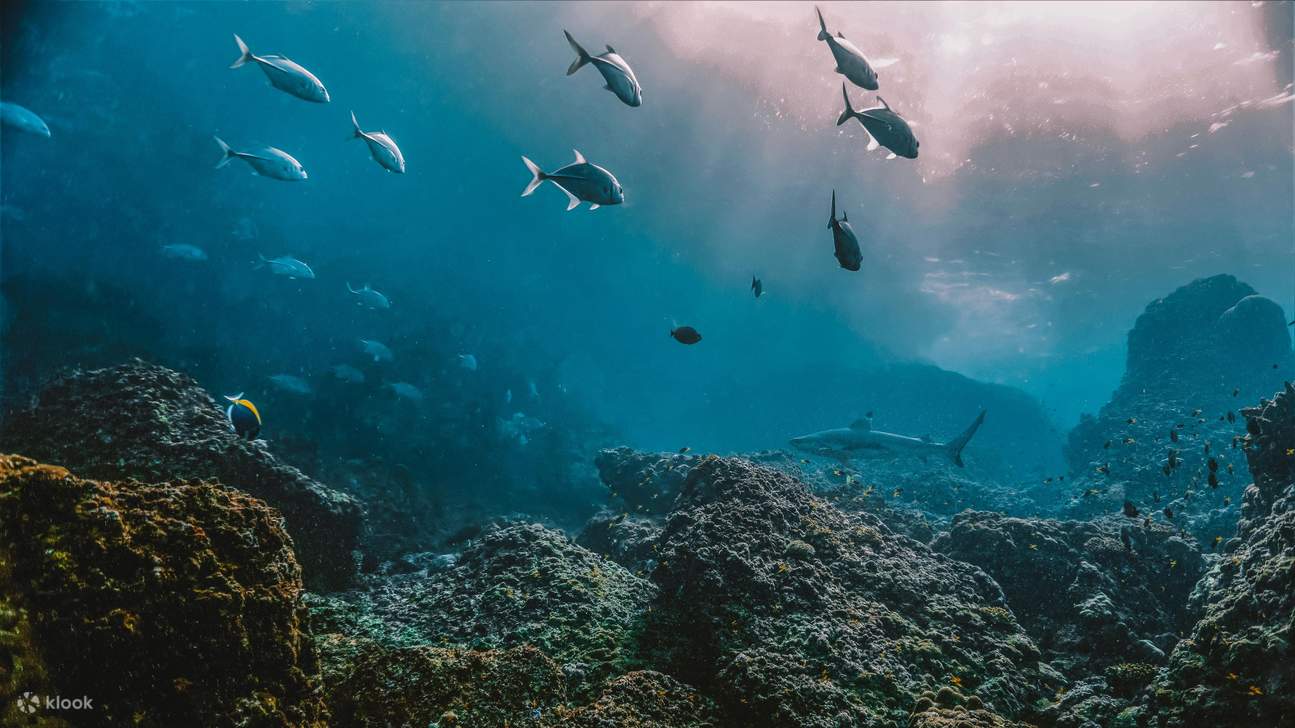 皮皮島長尾船遊：鯊魚角、竹島、蚊子島、瑪雅灣等 Klook香港