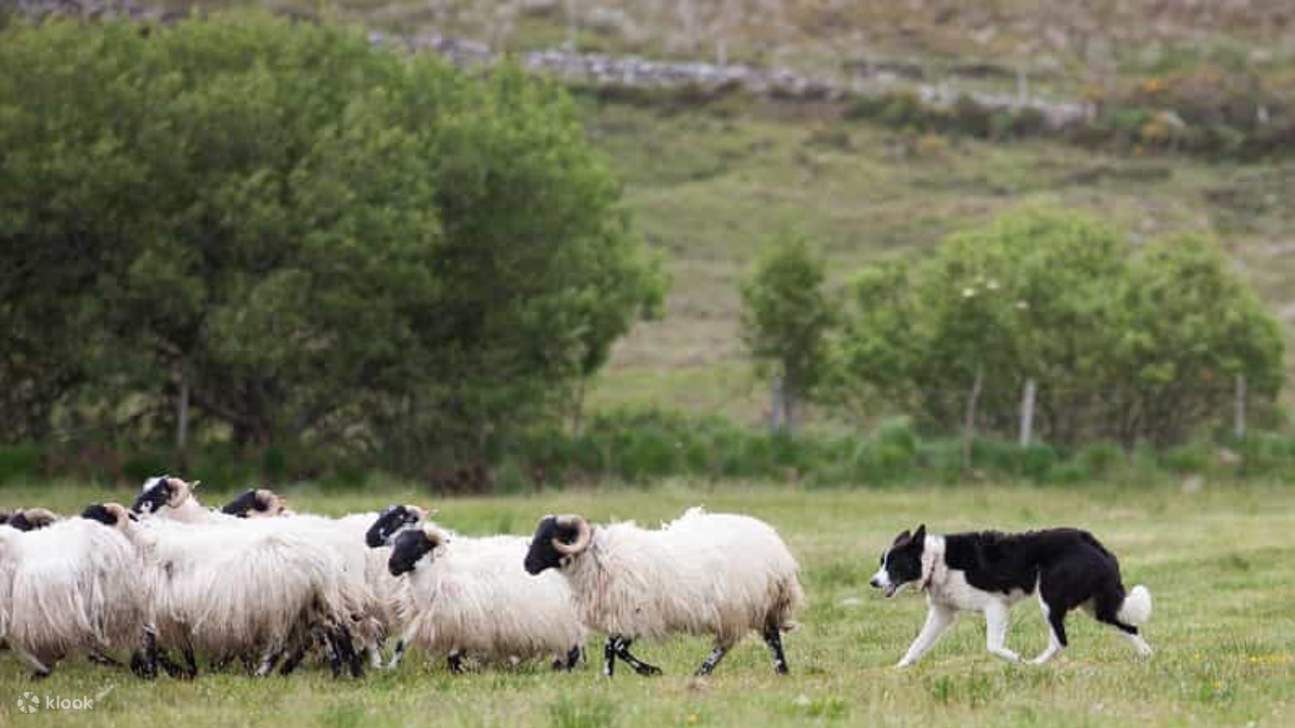 Glendalough, Kilkenny, and Sheepdog demonstration tour from Dublin ...