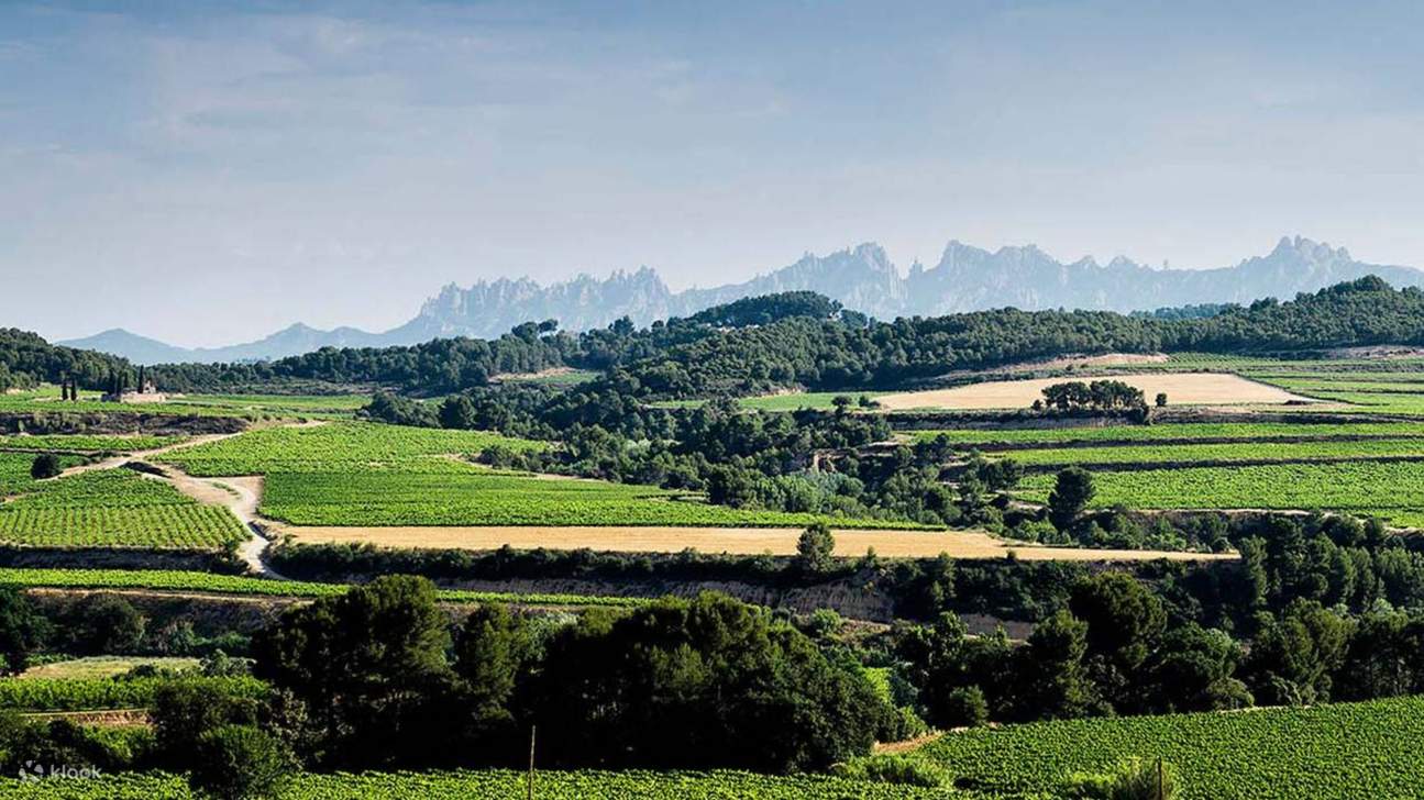 Penedes and Cava winery tour from Barcelona - Klook Canada