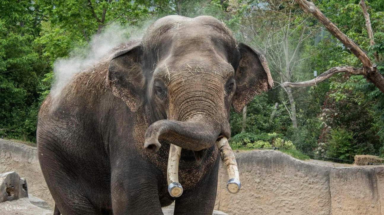 WILDLANDS zoo ticket in Emmen - Klook United Kingdom