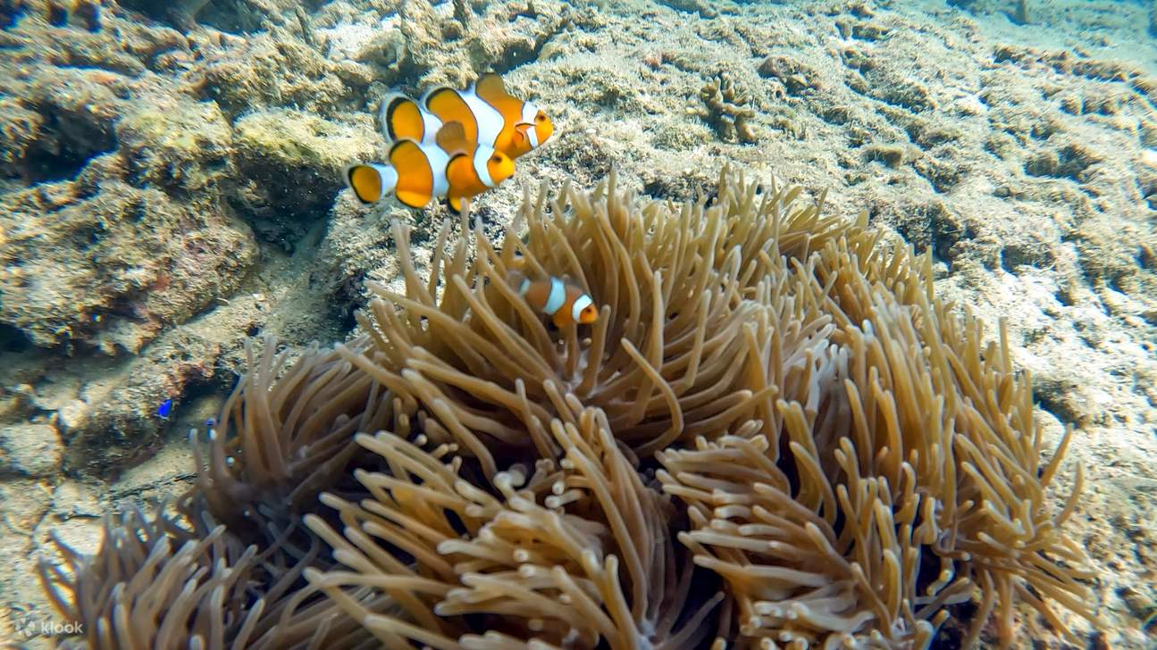 Scuba diving from stunning coral reef in the heart of Phuket - Klook