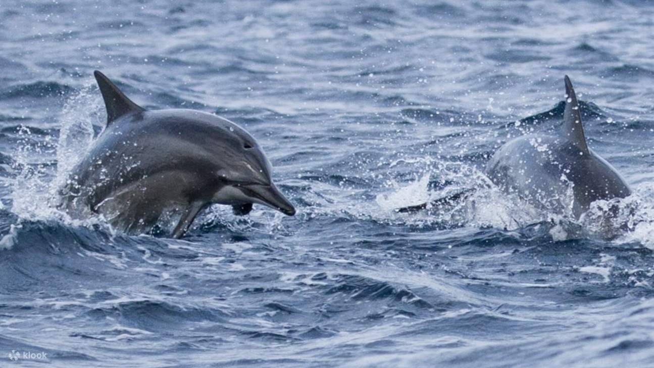 Osservazione di balene e delfini a Mirissa, Sri Lanka - Klook Stati Uniti