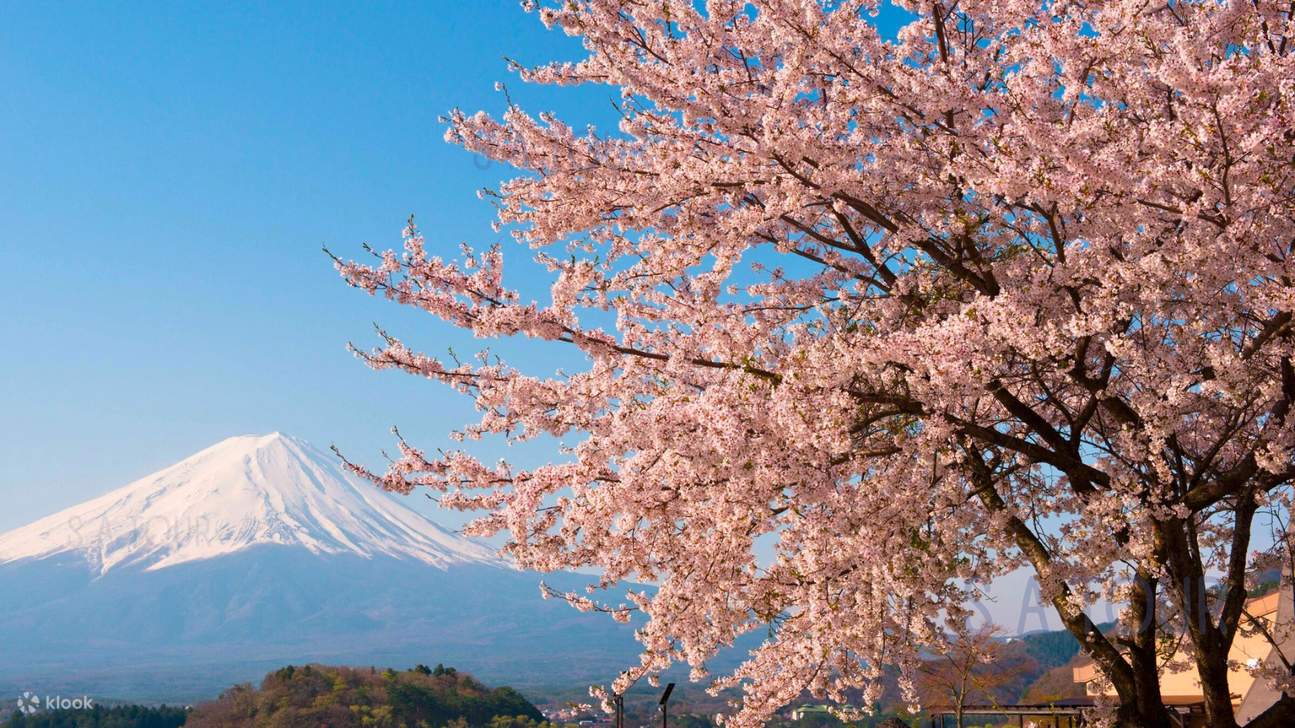 Mount Fuji Oishi Park x Oshino Hakkai x Koedo Kawagoe x Yamanashi ...