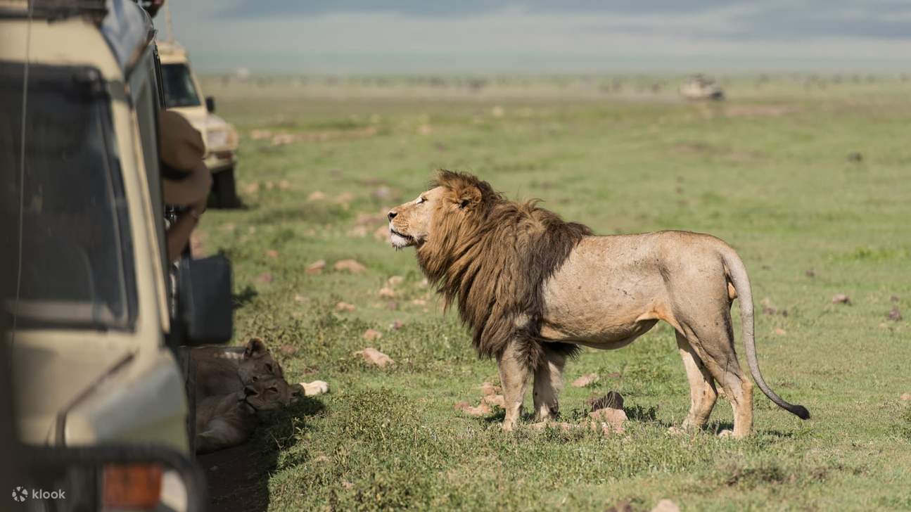 Experience the Magic of Masai Mara, Lake Nakuru, and Lake Naivasha on a ...