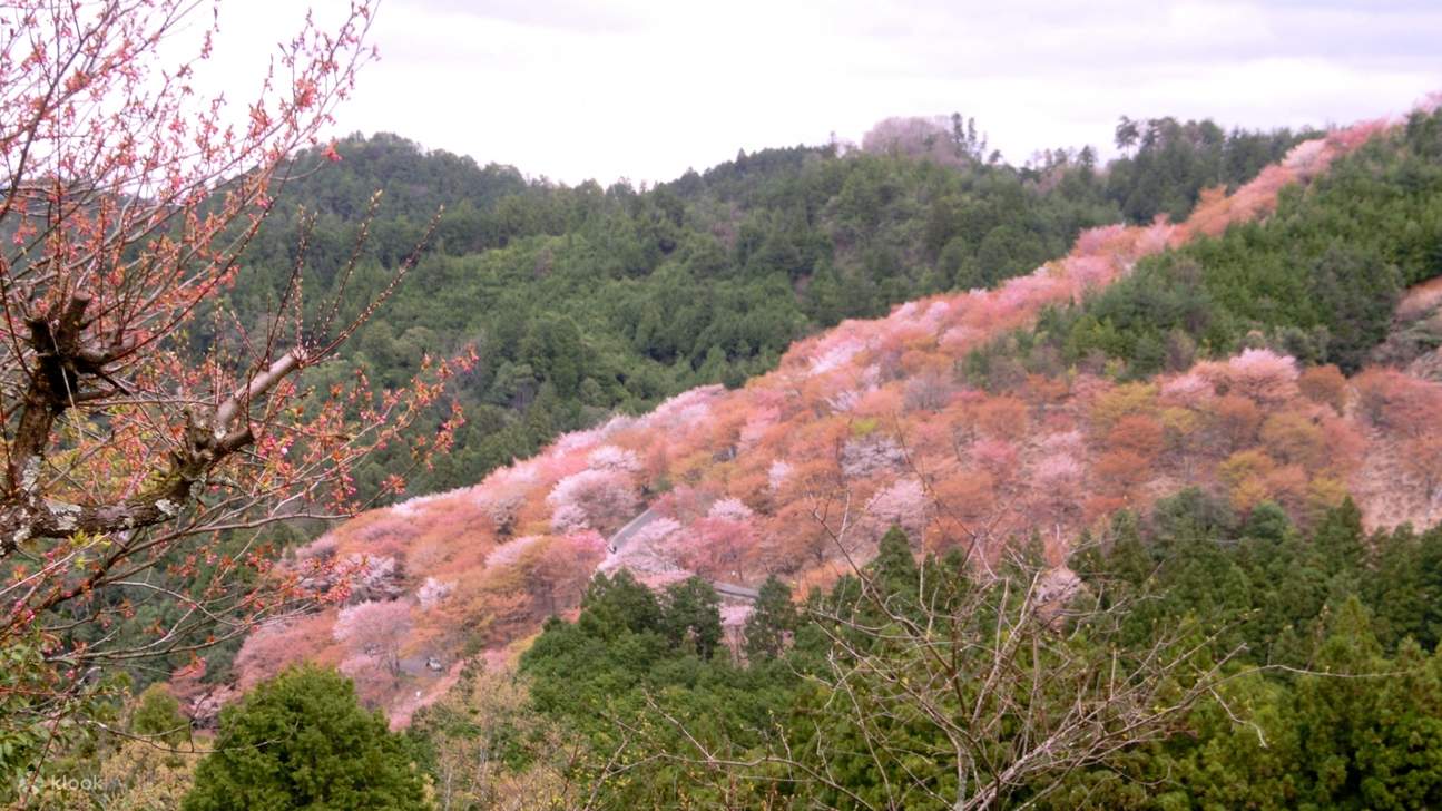 Nara park, Todaiji, and Mt. Yoshino One Day Bus Tour with Cherry ...