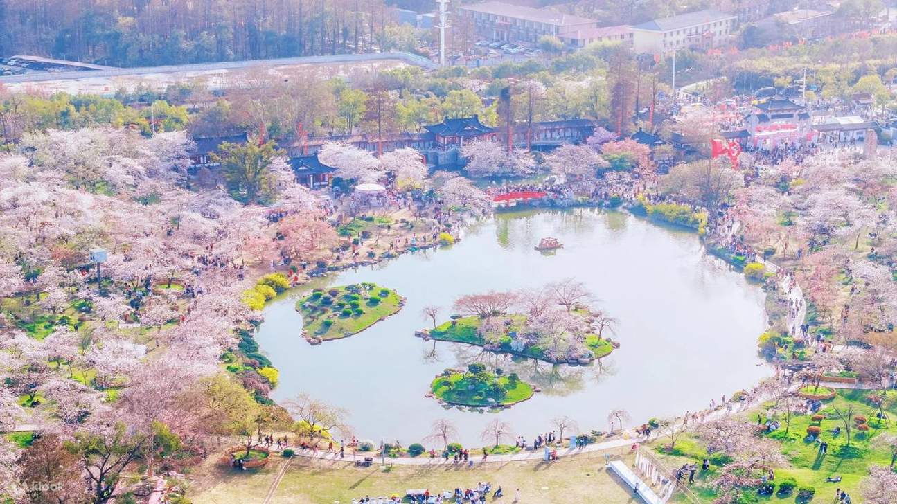Zhiying Wuhan: Moshan Cherry Blossom Garden + Hubu Alley + Yellow Crane ...