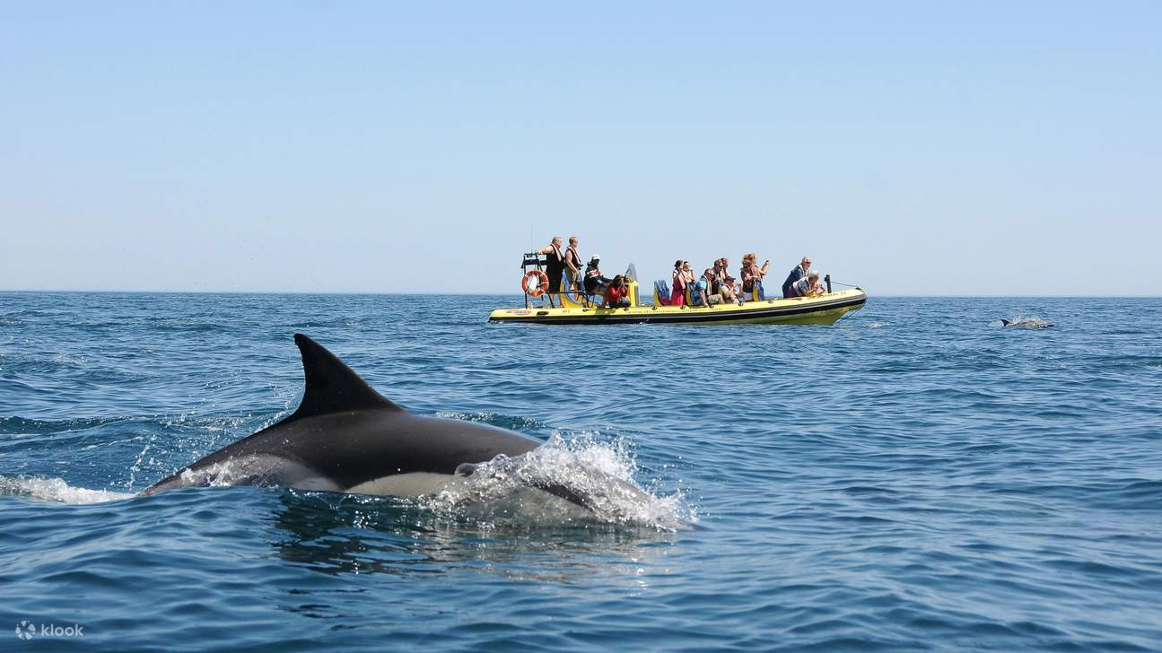 Benagil Cave and dolphin watching boat tour in Albufeira - Klook Canada