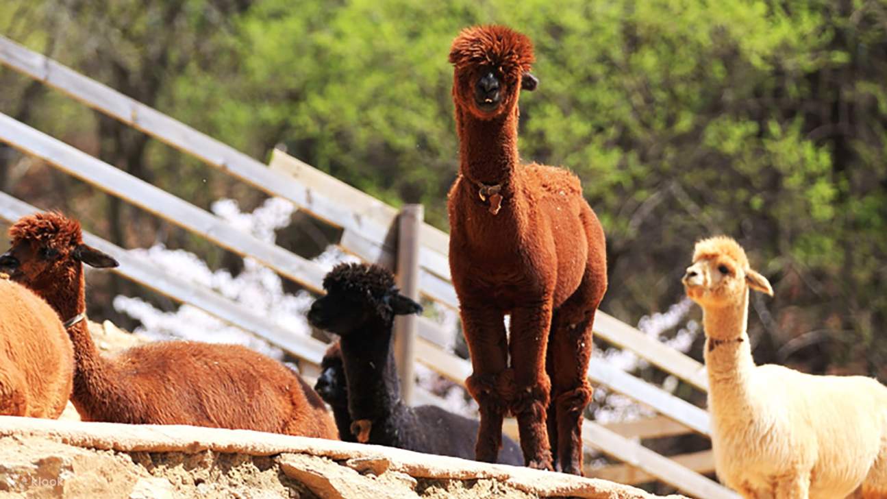 Alpaca World + Garisan Zipwire Day Tour from Seoul - Klook