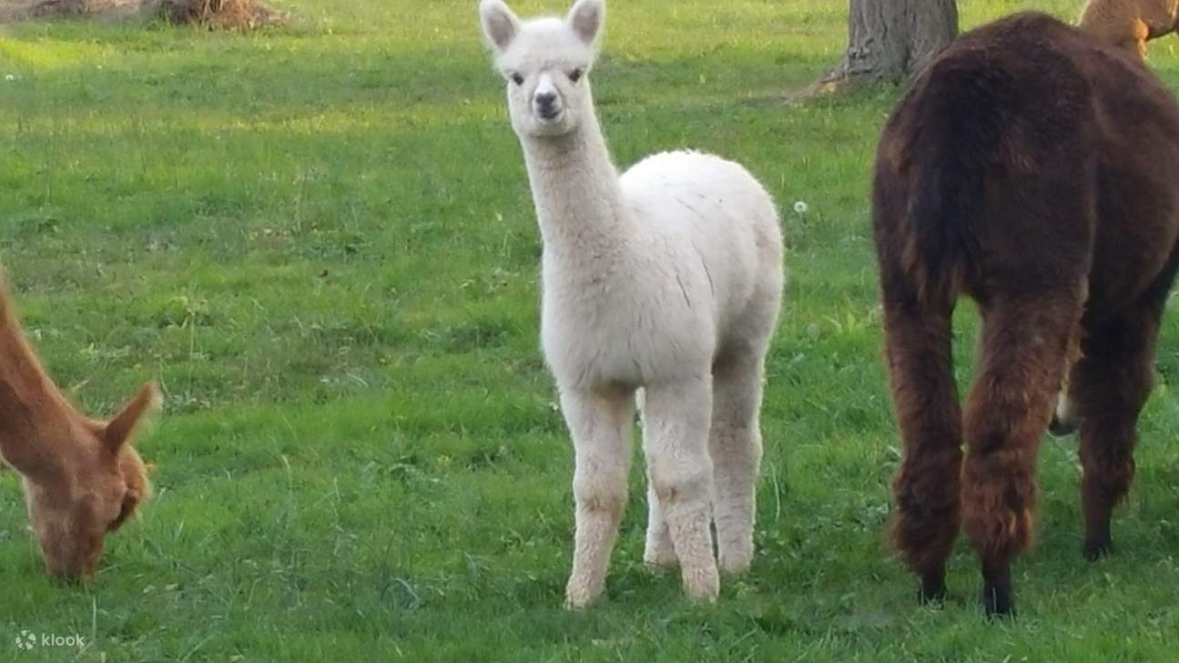 Alpaca World, Nami Island & The Garden of Morning Calm Private Tour ...