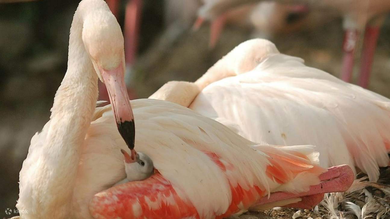Zoo of Pistoia in Italy - Klook États-Unis