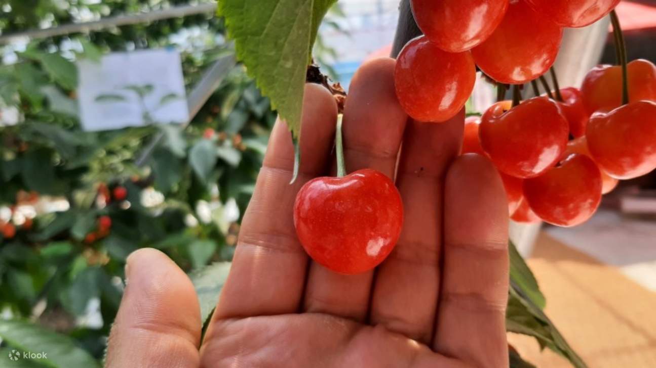 Gyeongju Cherry Farm Tour From Busan - Klook États-Unis