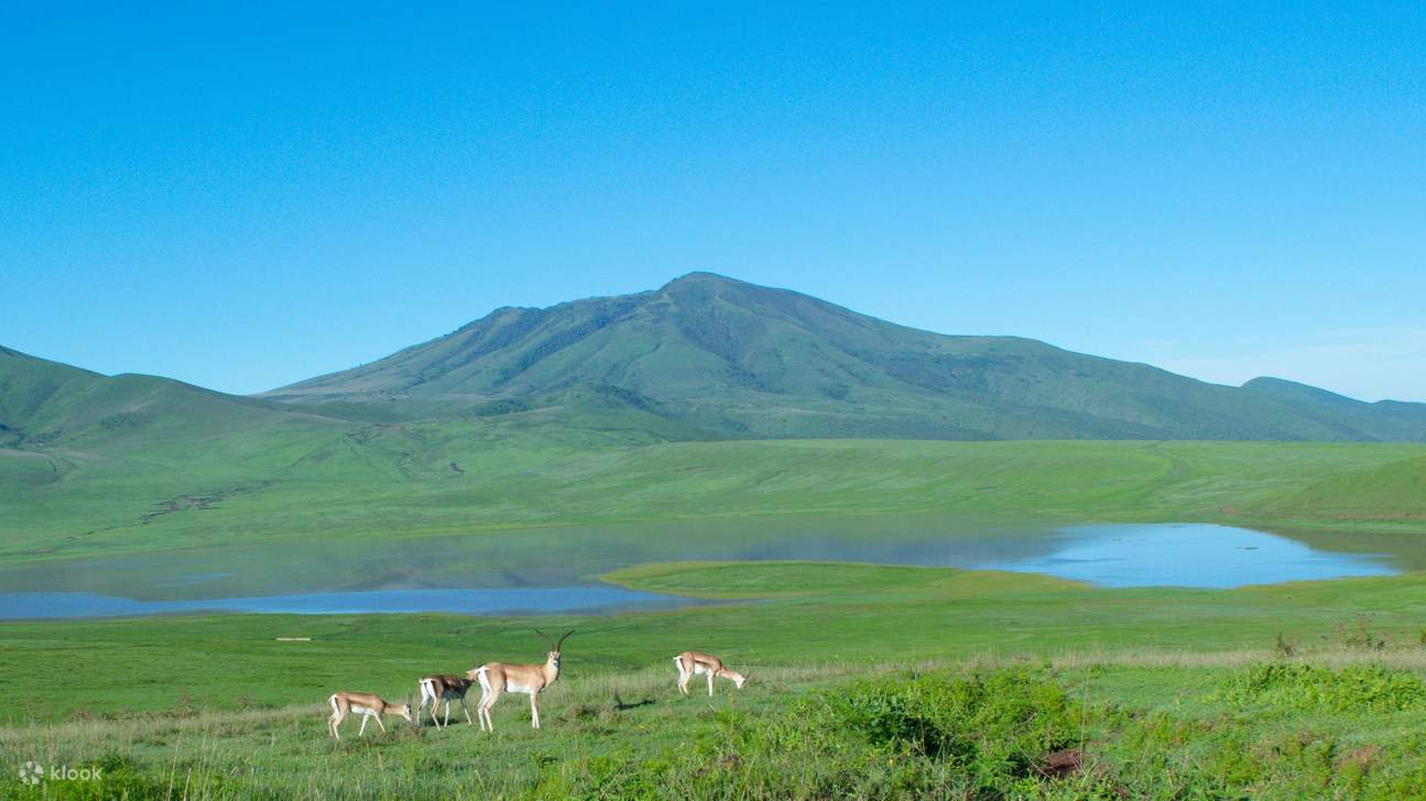 Tour một ngày đến Thành Kumamoto, Núi lửa Aso và đồng cỏ Kusasenri ...