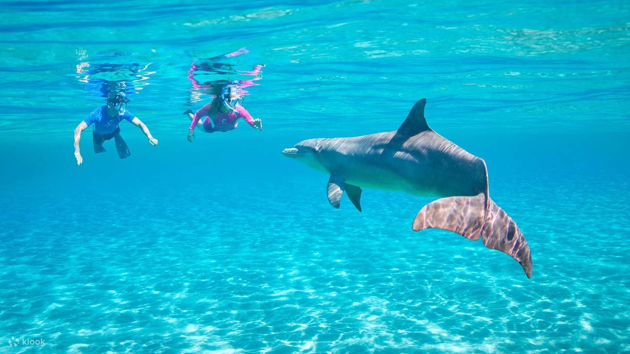 Swim With Dolphin By Semi PRIVATE Speedboat & Transfer - Hurghada ...