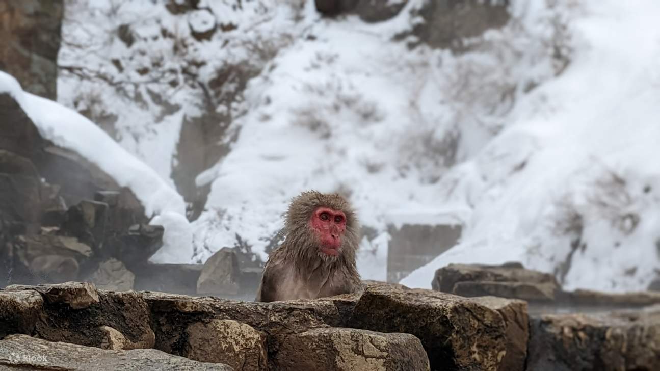 Snow Monkey Tour from Tokyo with Beef Sukiyaki Lunch - Klook